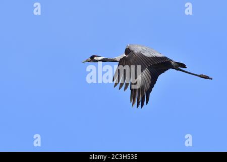 Common crane in flight in its habitat Stock Photo - Alamy