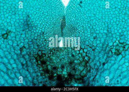Microscope view of Fern Prothallium Stock Photo - Alamy