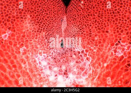 Microscope view of Fern Prothallium Stock Photo - Alamy
