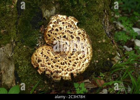 Dryad's Saddle or Pheasant's back mushroom bracket fungus, Polyporus ...