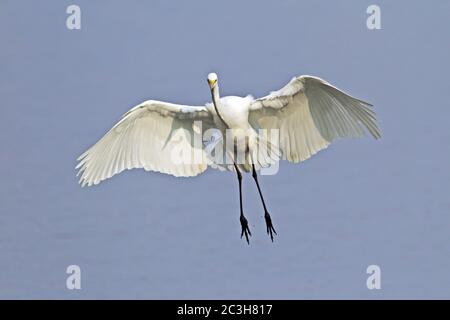 Great Egret landing Stock Photo - Alamy