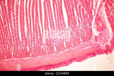 Typhlosole transverse section Stock Photo - Alamy