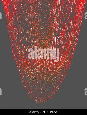 Vicia Fabia root tip mitosis transverse section Stock Photo - Alamy