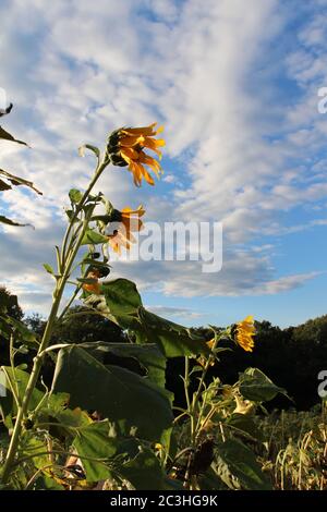a field of sunflowers blowing in the wind near Castelnaudary, Aude ...