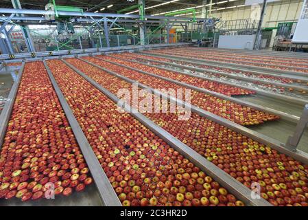 food factory: assembly line with apples and workers Stock Photo - Alamy