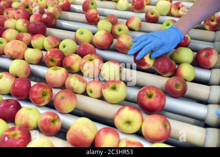 food factory: assembly line with apples and workers Stock Photo - Alamy