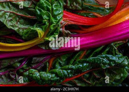 Orange, yellow stemmed and pink passion chards Stock Photo - Alamy