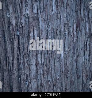 Closeup of old weather beaten tree bark texture background pattern ...