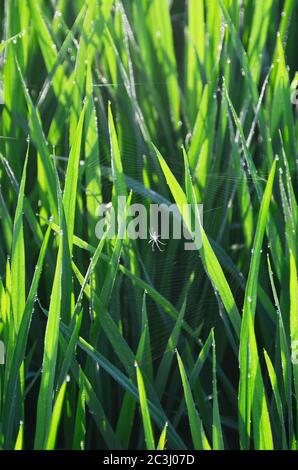 A spider and its web on the paddy field with bokeh background. Close-up ...