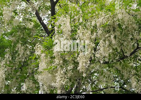 Cladrastis kentukea. Kentucky yellowwood / American yellowwood tree ...