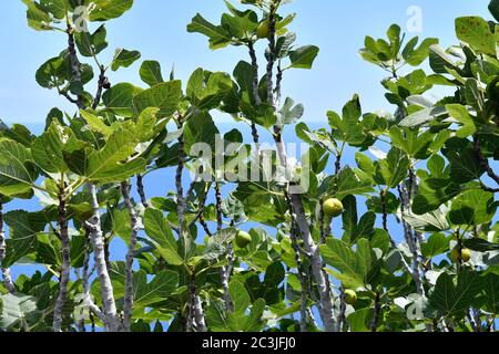 Figs, Positano, Amalfi Coast, Italy Stock Photo - Alamy