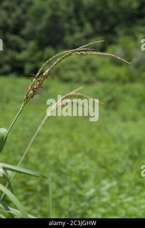 Eastern Gama Grass showing Female and Male flowers Stock Photo - Alamy