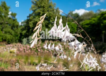 Delicate white Dierama Latifolium flowers, also known as wandflower or ...