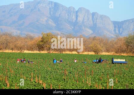 Slice of life, people and places in rural Limpopo province of South ...