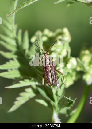 The shiny colorful leaf beetle Zircon Reed Beetle Donacia aquatica ...