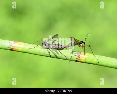 phantom crane fly Ptychoptera mating on plant stem Stock Photo - Alamy