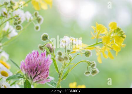 Different multicolored wildflowers on natural green background closeup ...