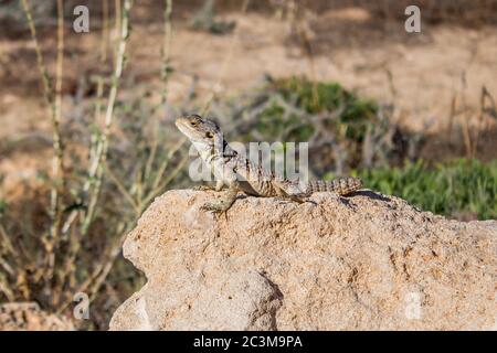 Lizard on a rocky beach near Protaras, Cyprus Stock Photo - Alamy