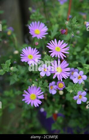 a selective shot of Alpine Aster flower in the forest Stock Photo - Alamy