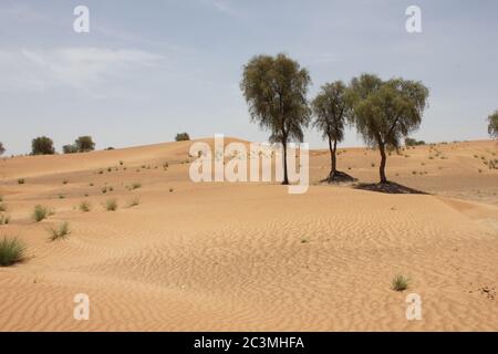 Drought resistant evergreen ghaf trees (Prosopis cineraria) in desert ...