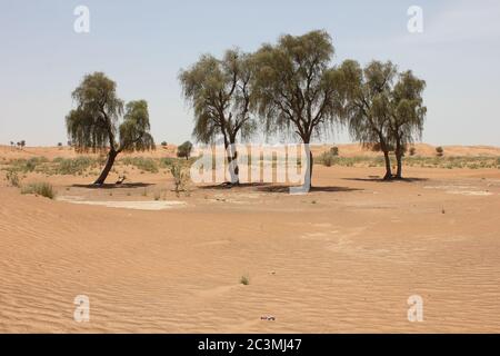 Drought resistant evergreen ghaf trees (Prosopis cineraria) in desert ...