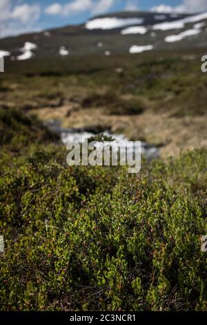 Wild growing lingon berries closeup, Norway nature Stock Photo - Alamy