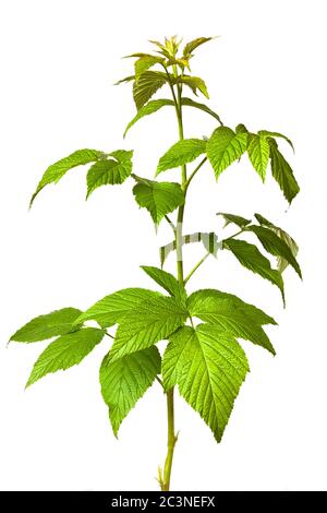 Raspberry bush leaves on a white background (Rubi idaei folium Stock ...