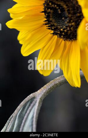Sunflower without petals Stock Photo - Alamy