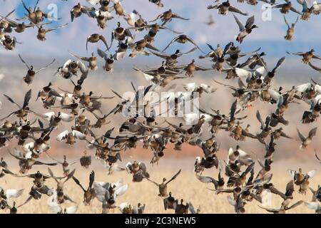 Flock of mallards Anas platyrhynchos on a pond. Arashiyama. Kyoto ...
