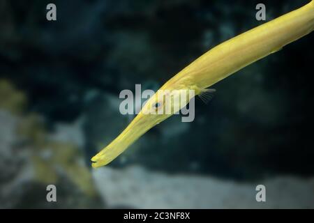 Yellow trumpet fish. Aquarium photo Stock Photo - Alamy