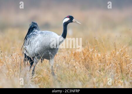 Common crane, big grey bird Stock Photo - Alamy
