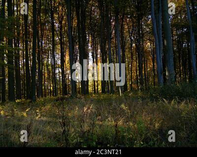 Beautiful shot of forest trees on background of the stormy clouds in ...