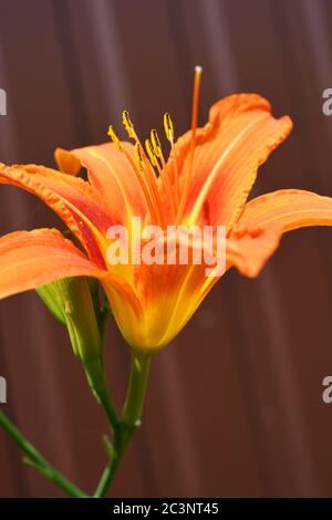 Bright and original summer Ukrainian flowers that grow on the streets ...