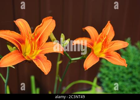 Bright and original summer Ukrainian flowers that grow on the streets ...