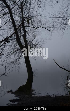 A vertical shot of a mystic foggy forest Stock Photo - Alamy