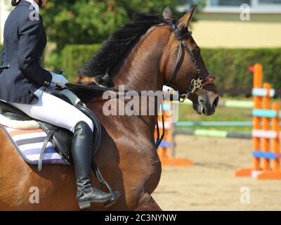 Equestrian sport. Portrait sports brown stallion in the bridle. The leg ...