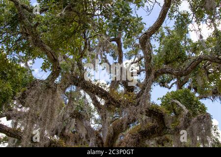 Legendary "Hanging Tree" in front of the Hernando County courthouse in ...