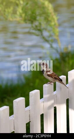 A Eurasian tree sparrow in a lake with a blurred background Stock Photo ...