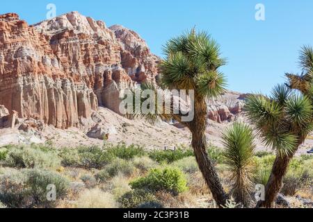Joshua tree in Arizona desert along road. Travel background Stock Photo ...