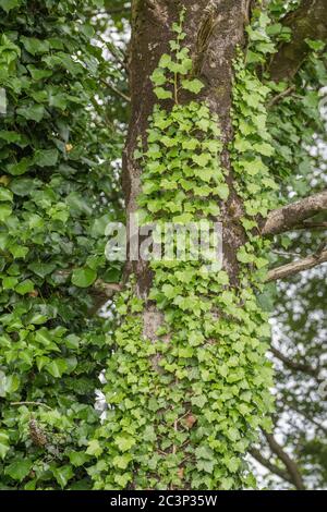 Ivy leaves (Hedera helix), medicinal plant Stock Photo - Alamy