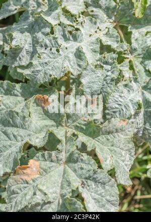 Hogweed / Heracleum sphondylium leaf covered in powdery white mildew ...