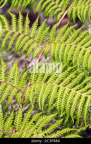 Alsophila Ferns (Alsophila Stock Photo - Alamy
