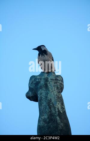 Hooded crow (Corvus cornix) at Budapest Zoo in Budapest, Hungary Stock ...