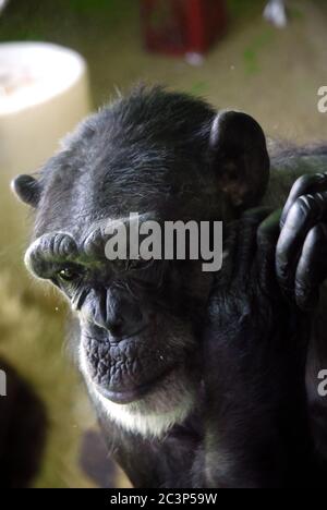 A vertical closeup of a wooden life guard tower on the sandy beach ...