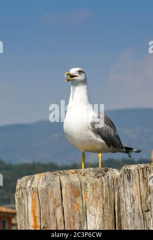Seagull standing on a large wooden dock post at marina, port Stock ...
