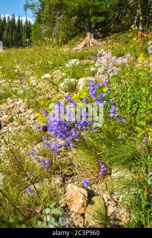 Blooming bluebells, campanula, in a meadow Stock Photo - Alamy