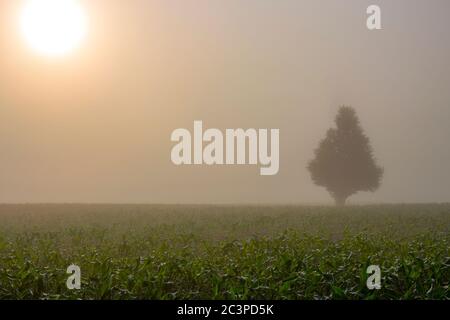 Sunrise with fog and corn field Stock Photo - Alamy