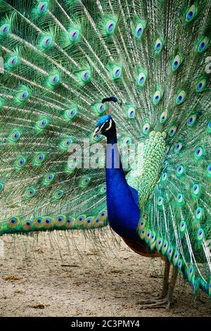 Vertical shot of a cute peacock with beautiful feathers Stock Photo - Alamy