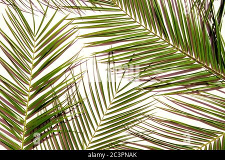 Tropical palm leaves on pink background. Minimal summer concept ...