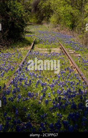 The decommissioned railroad tracks in Kingsland, Texas with some ...